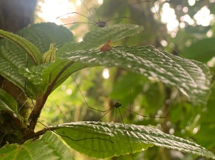Monitoreo Biótico - Calidad Ambiental